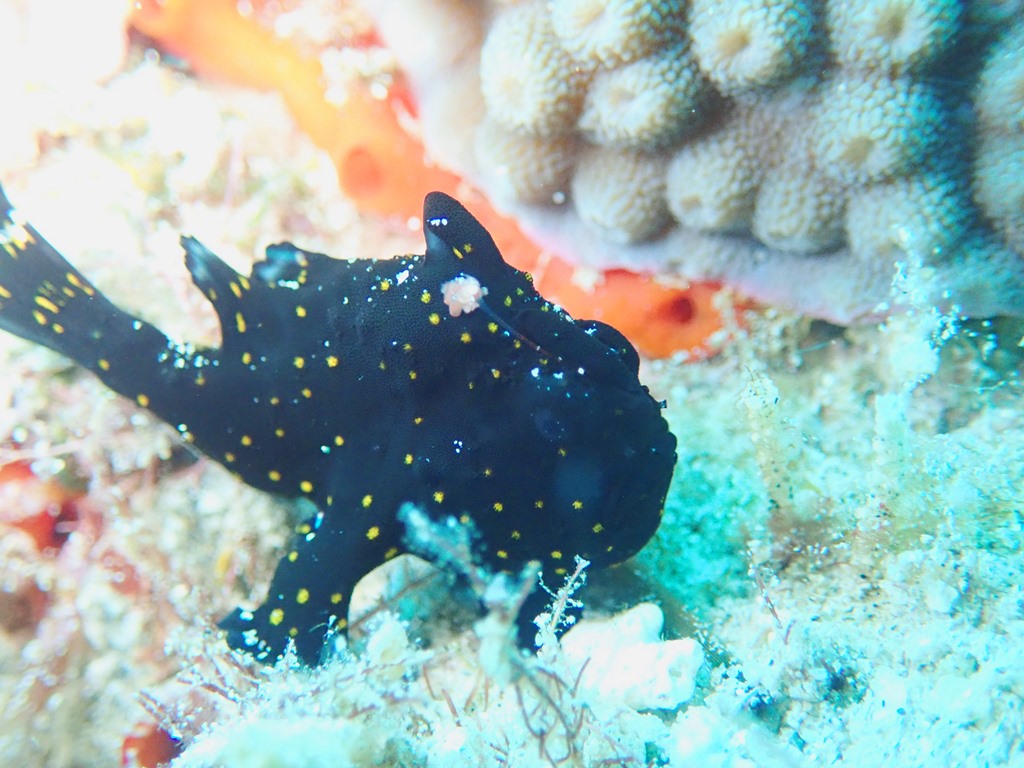 \ 逃亡中のクロクマ、発見！ / | 海ブログ | 奄美大島ダイビングショップネイティブシー奄美【公式】